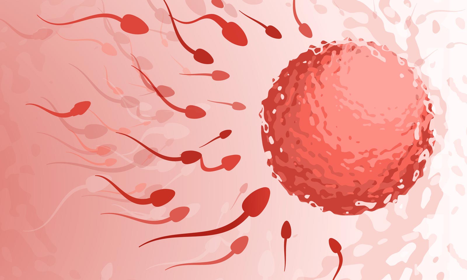 Kan man blive gravid under menstruation? Det kan man faktisk godt!
